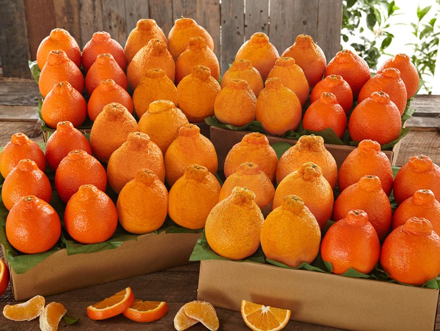 Honeybells & Golden Honeybells - Honeybell Duet