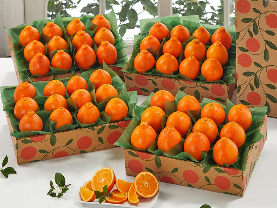 Honeybell Oranges: Buy Honeybell Oranges From Hale Groves, Vero Beach ...
