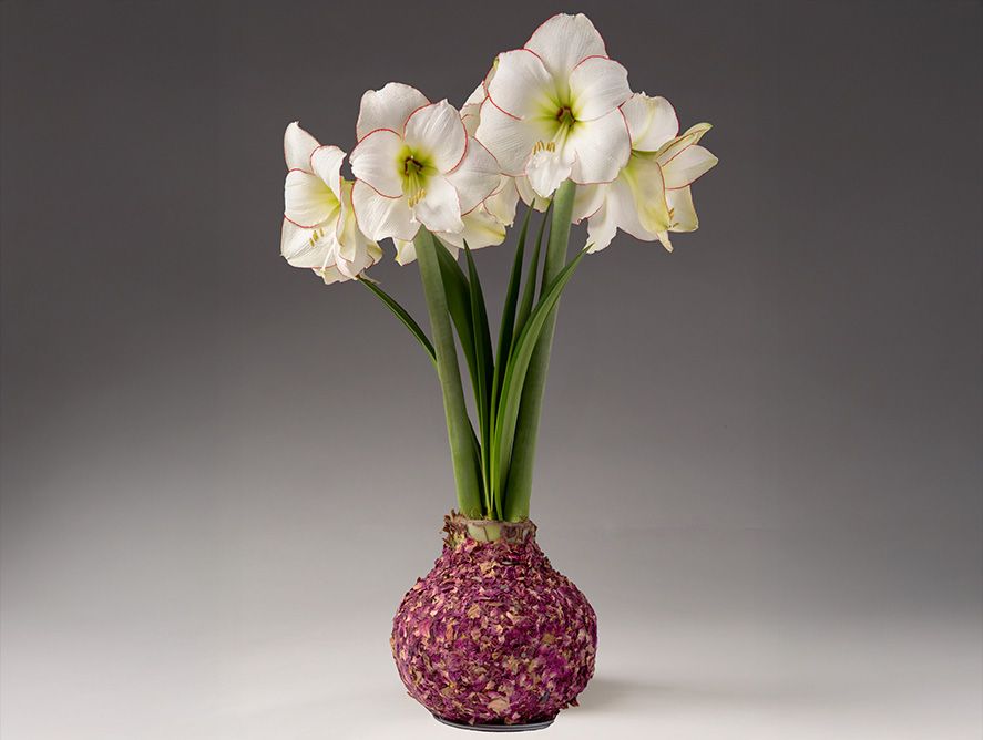 Dried Rose Petal Amaryllis Bulb