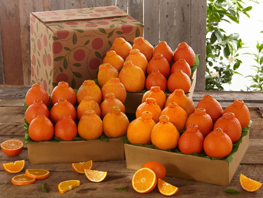 Honeybells & Golden Honeybells - Honeybell Duet