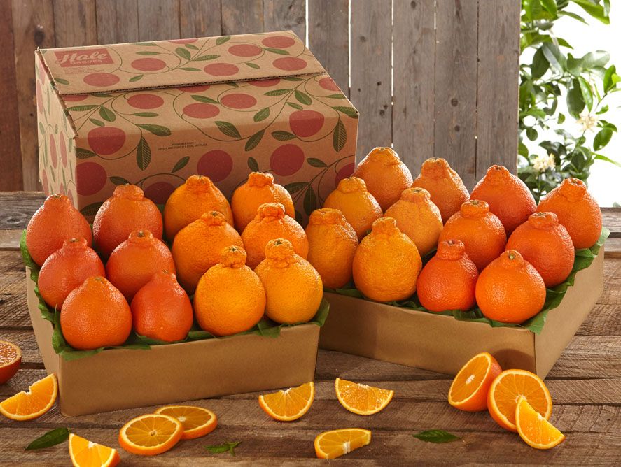 Honeybells & Golden Honeybells - Honeybell Duet