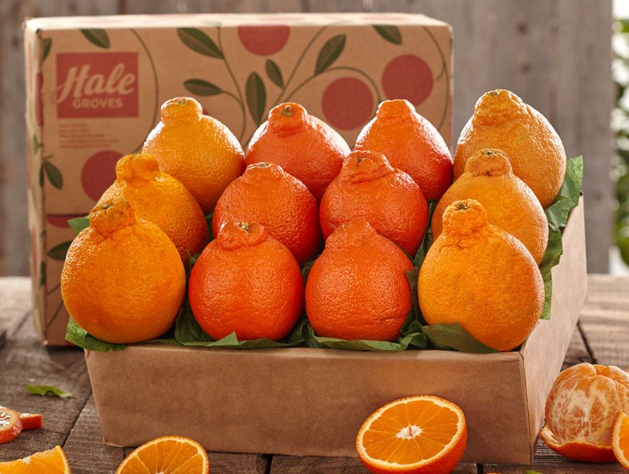 Honeybells & Golden Honeybells - Honeybell Duet