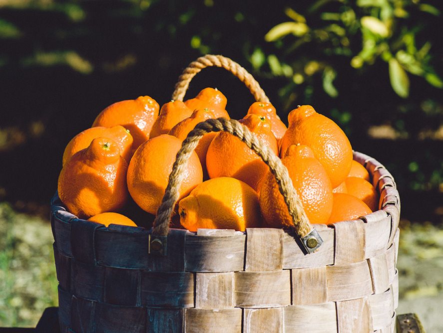 Honeybells & Golden Honeybells - Honeybell Duet