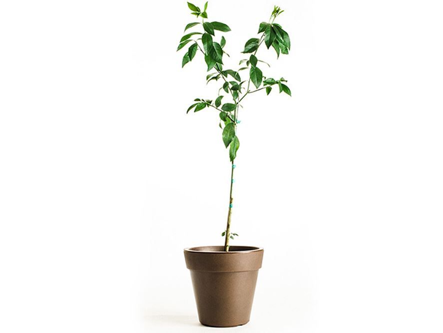 Ponderosa Lemon Tree